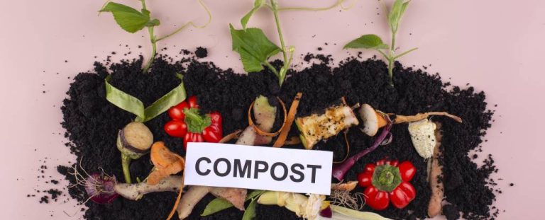 Biodegradable Waste Management: Everything You Need to Know